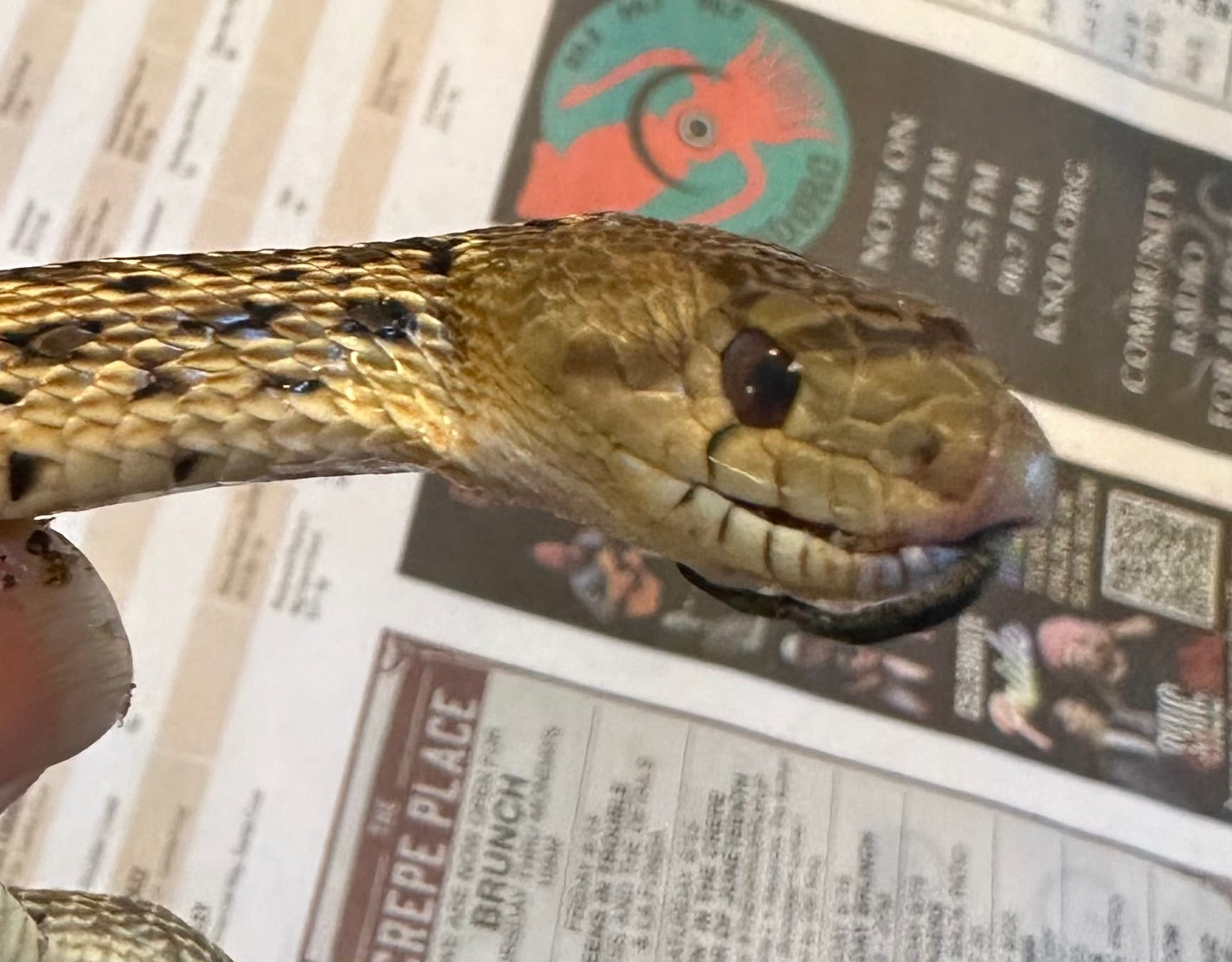 Skinning Snakes & Processing Bones – Mountain Medusa